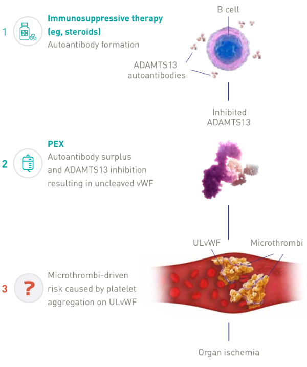 Understanding Risks of aTTP/iTTP | CABLIVI (caplacizumab-yhdp) for HCPs